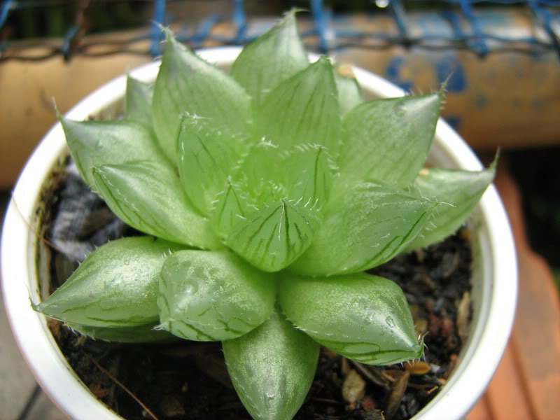 Sen đá ngọc guốc - PetXinh.net Nhím Kiểng Hamster Thỏ Bọ Ú giá rẻ